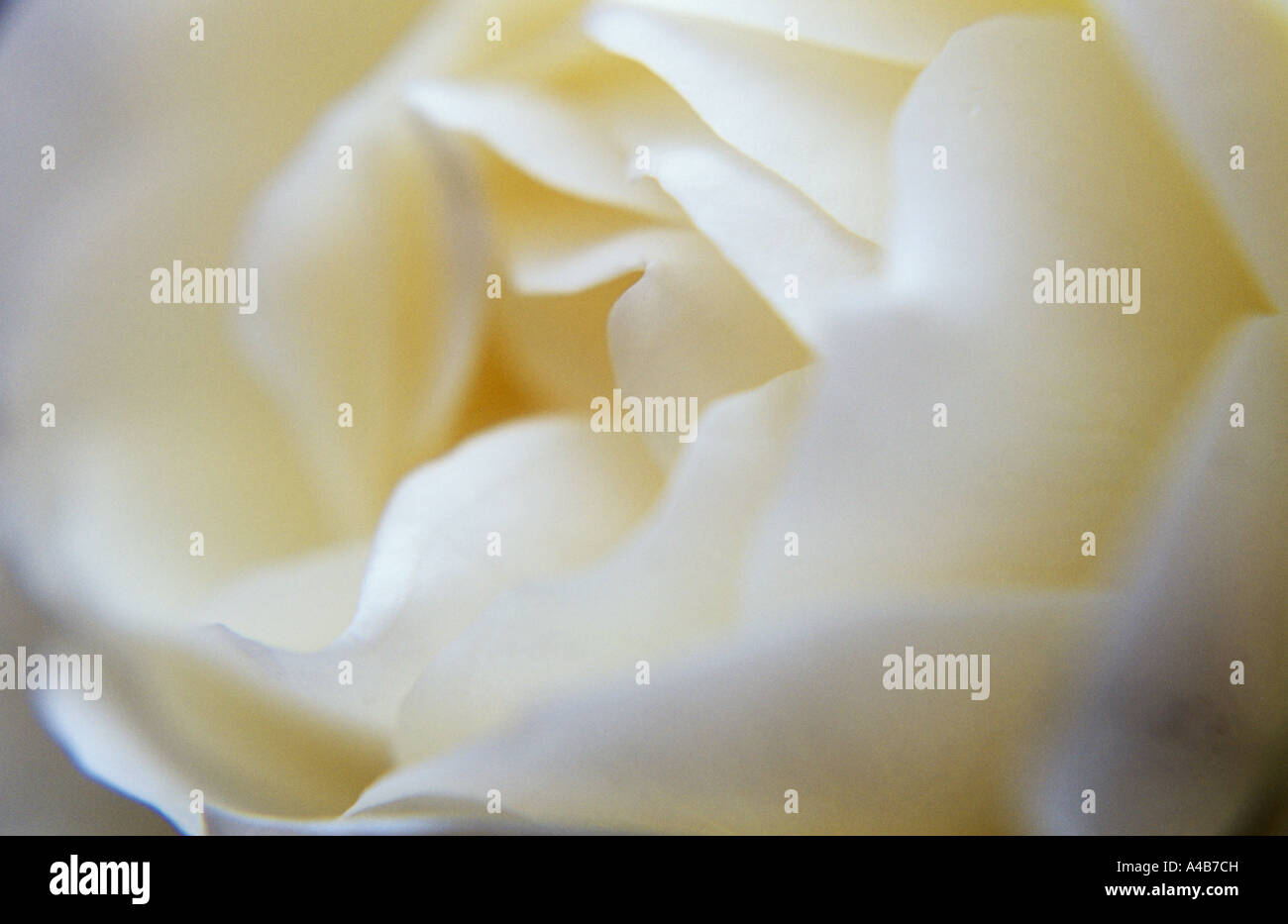 Ivory rose hi-res stock photography and images - Alamy