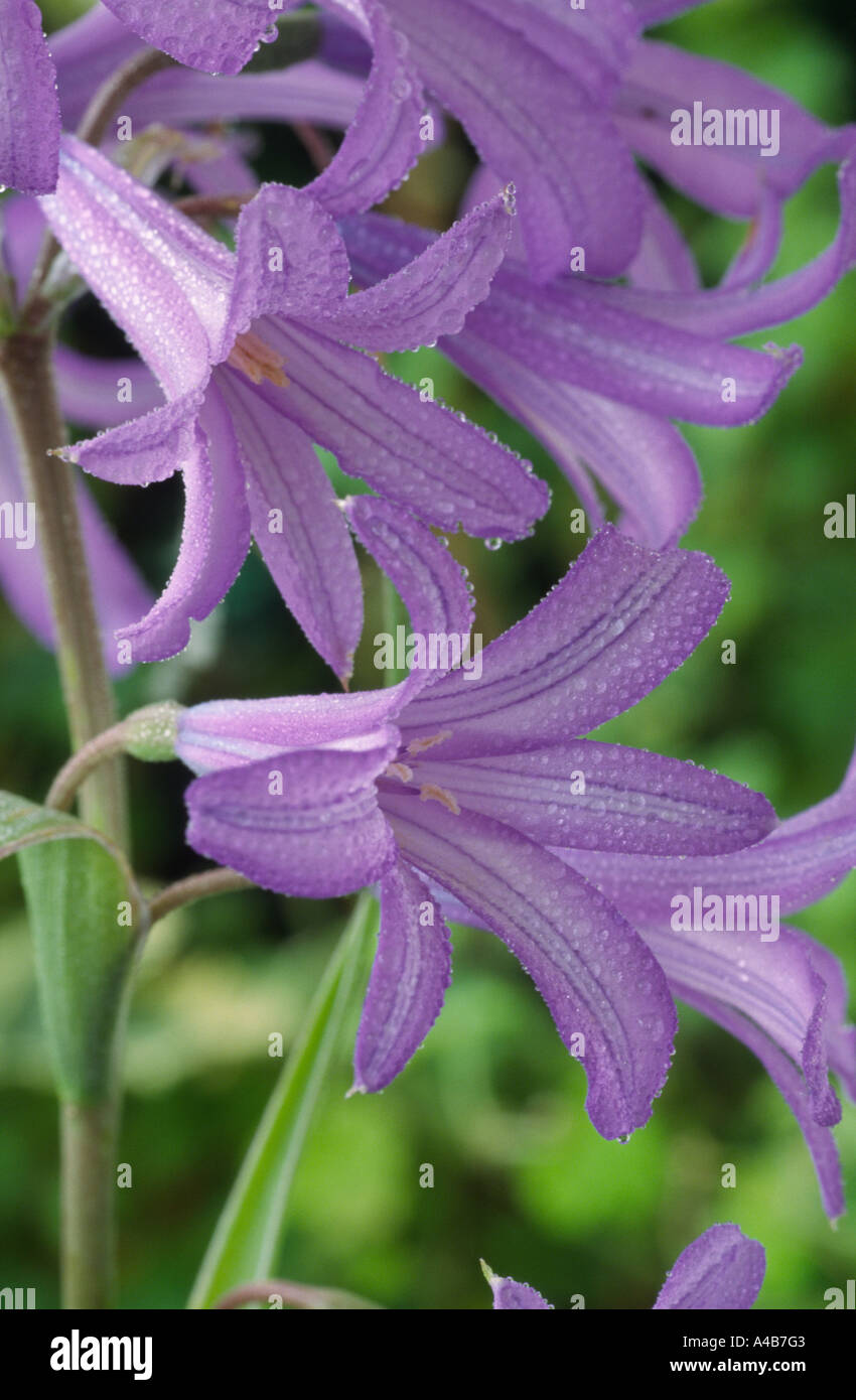 Tataricum hi-res stock photography and images - Alamy