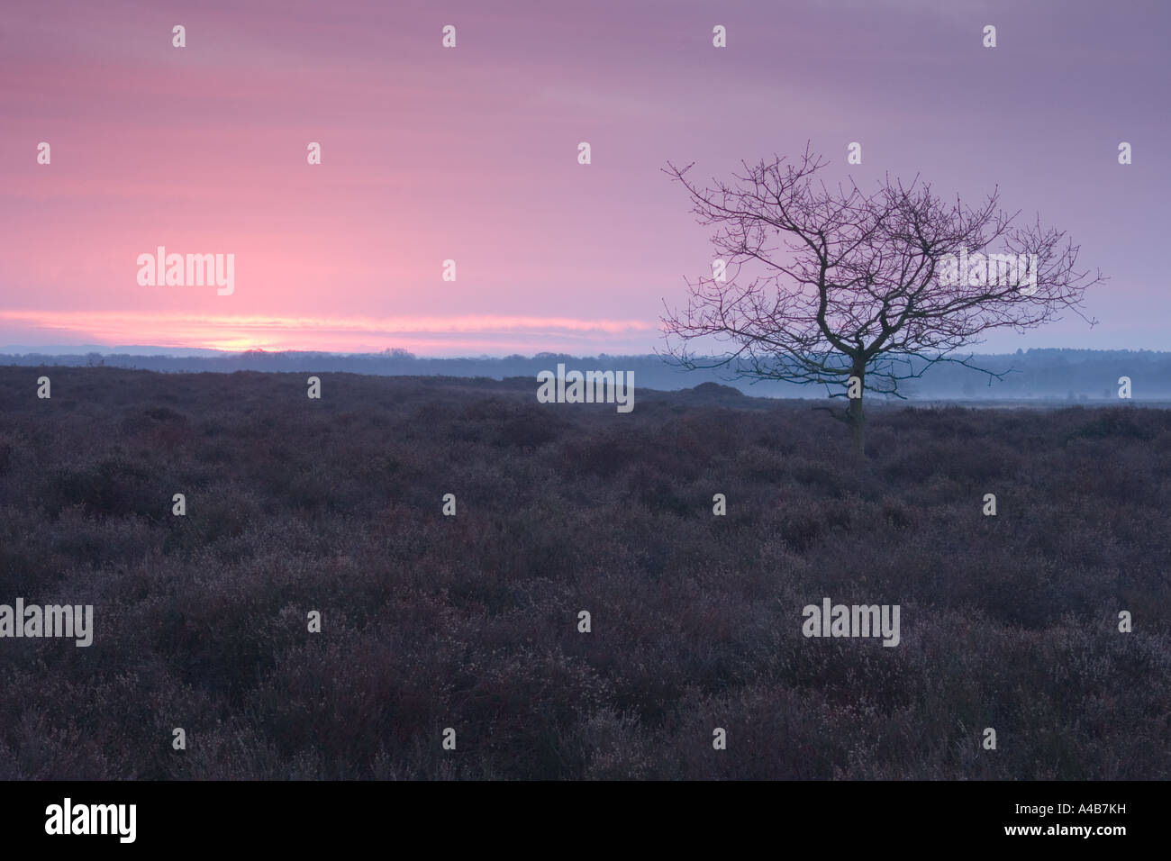 Roydon norfolk hi-res stock photography and images - Alamy