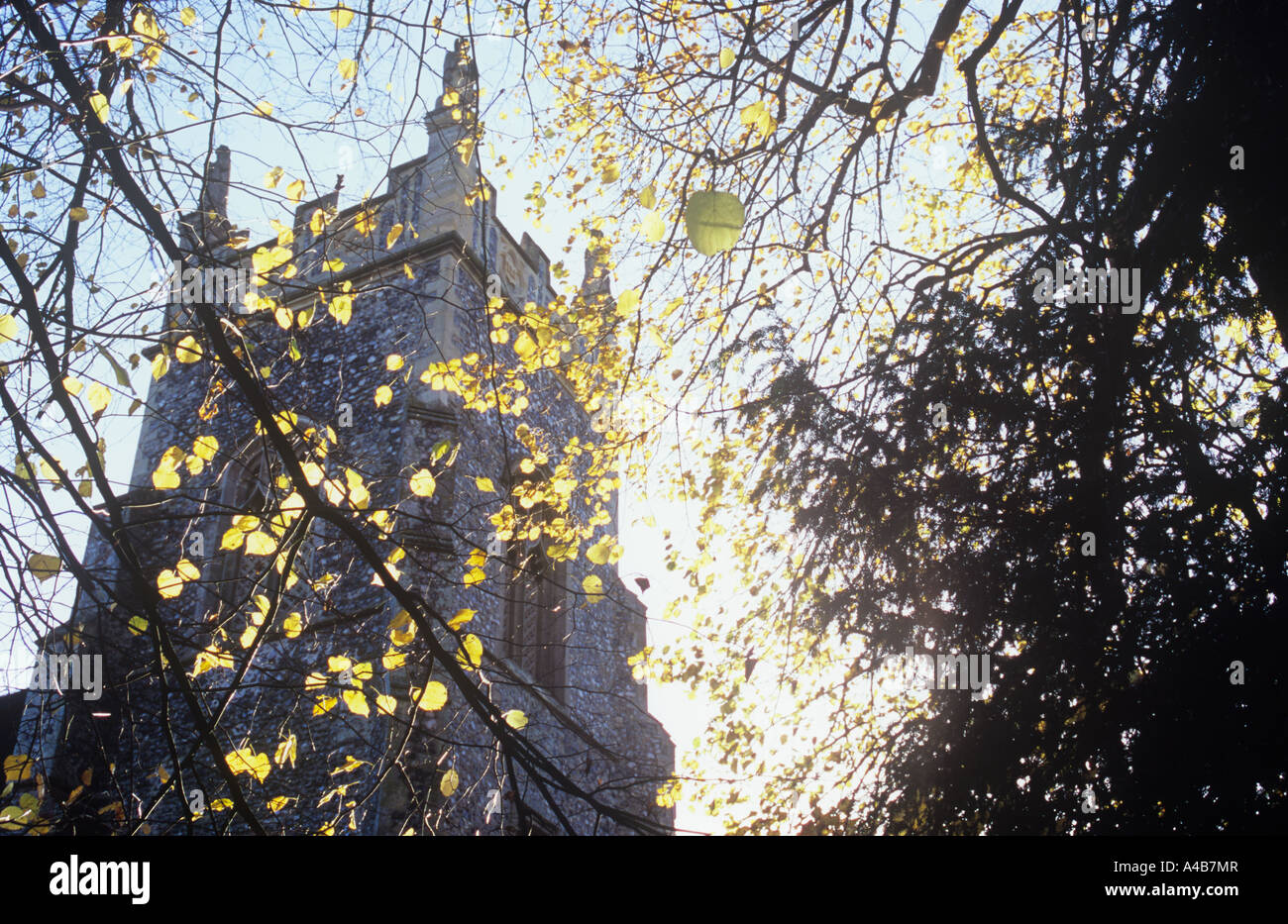 Backlit remaining yellow autumn leaves of Common lime or Linden tree in ...