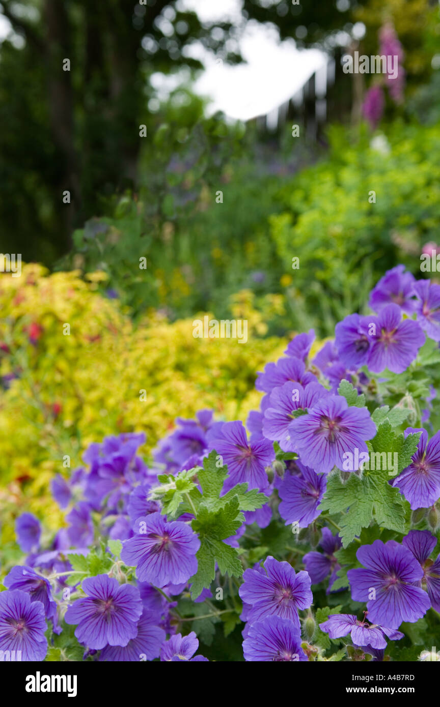 Border of yellow and blue flowers hi-res stock photography and images ...