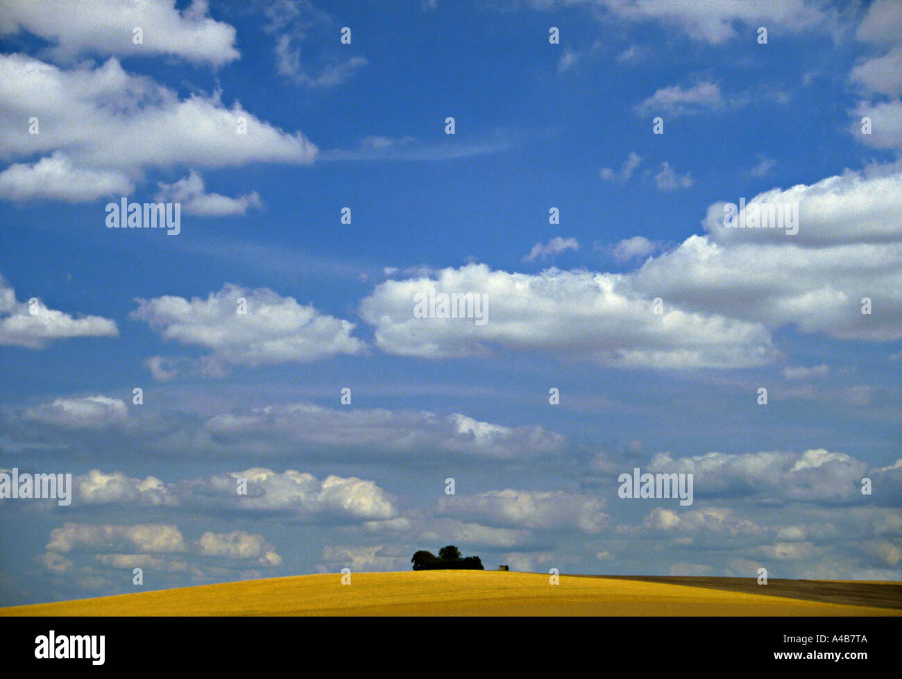 Trees and building on skyline with wheat field Norfolk England UK Stock ...