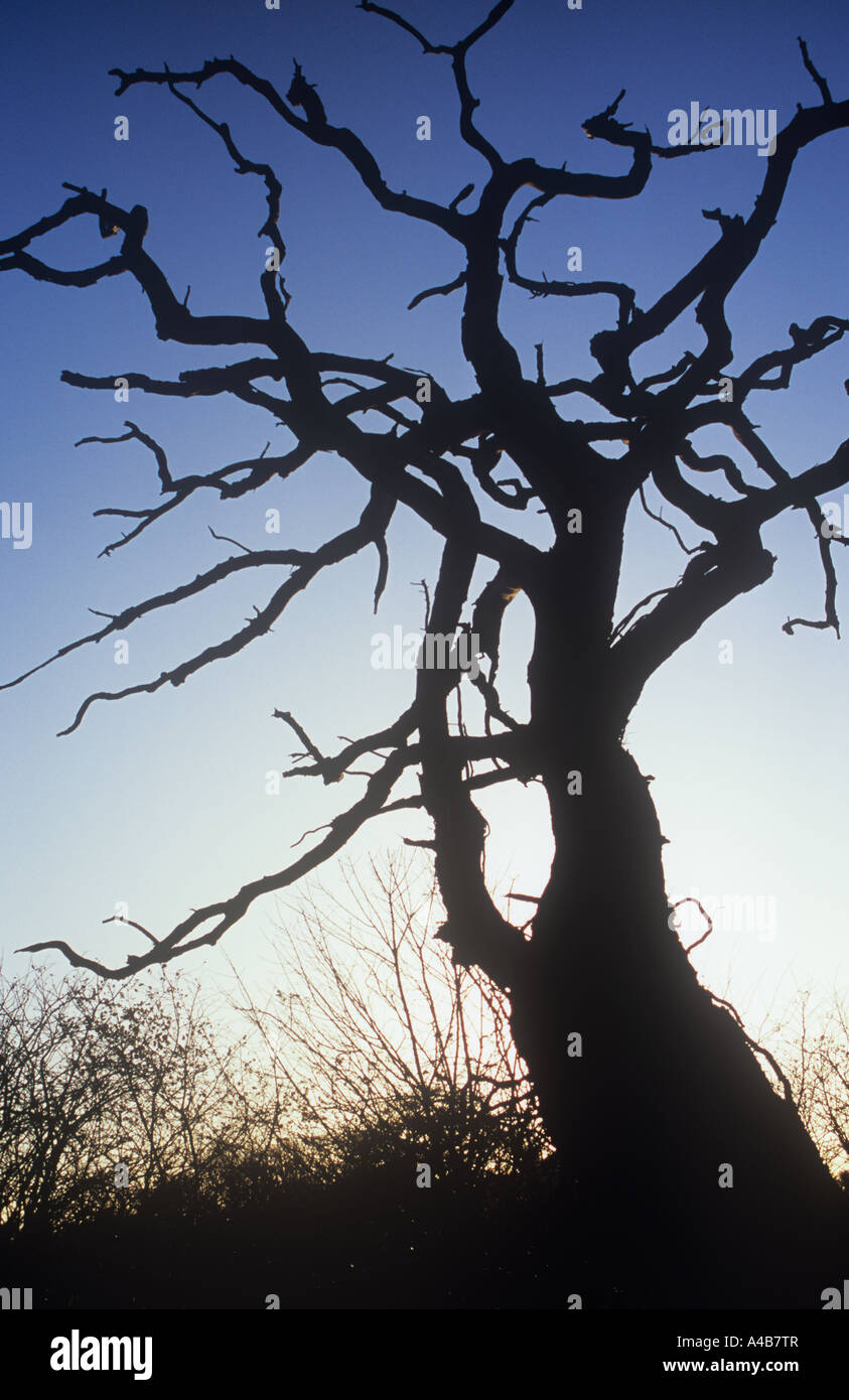 Silhouette against dawn or evening sky of dead English oak or Quercus ...
