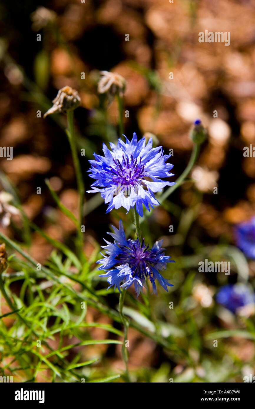 Ornamental button hi-res stock photography and images - Alamy