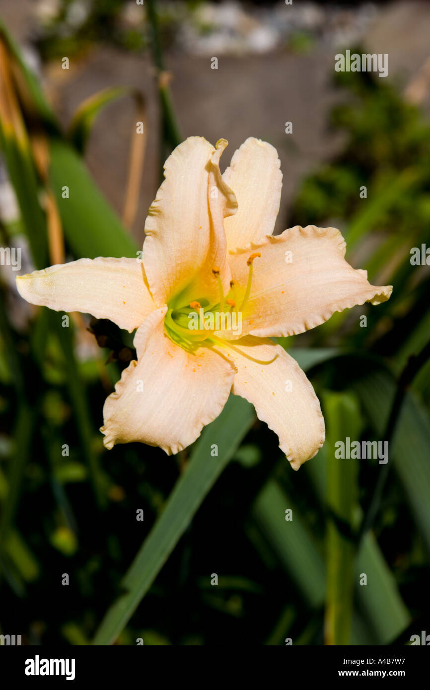 Peach lilies hi-res stock photography and images - Alamy