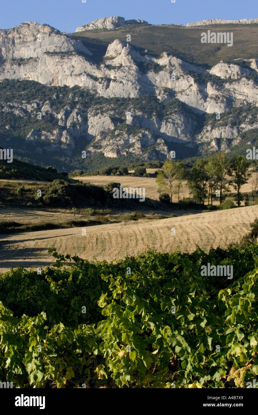 Tempranillo rioja hi-res stock photography and images - Alamy