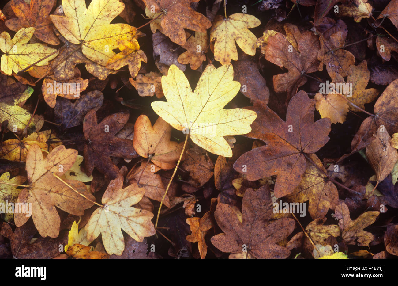 Close up from above of fallen yellow and brown leaves of Field maple or ...