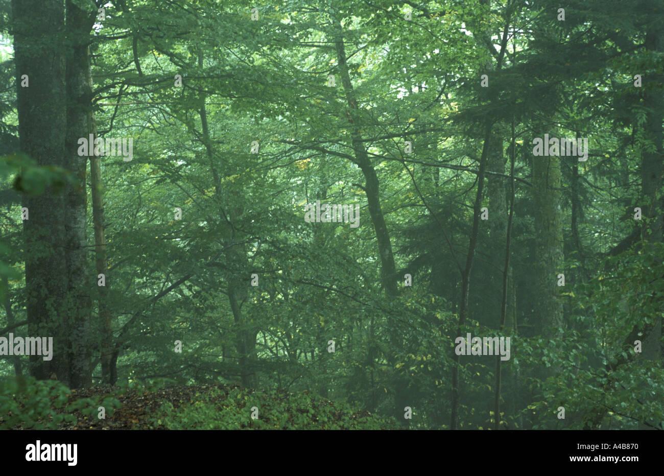 Dense forest habitat hi-res stock photography and images - Alamy