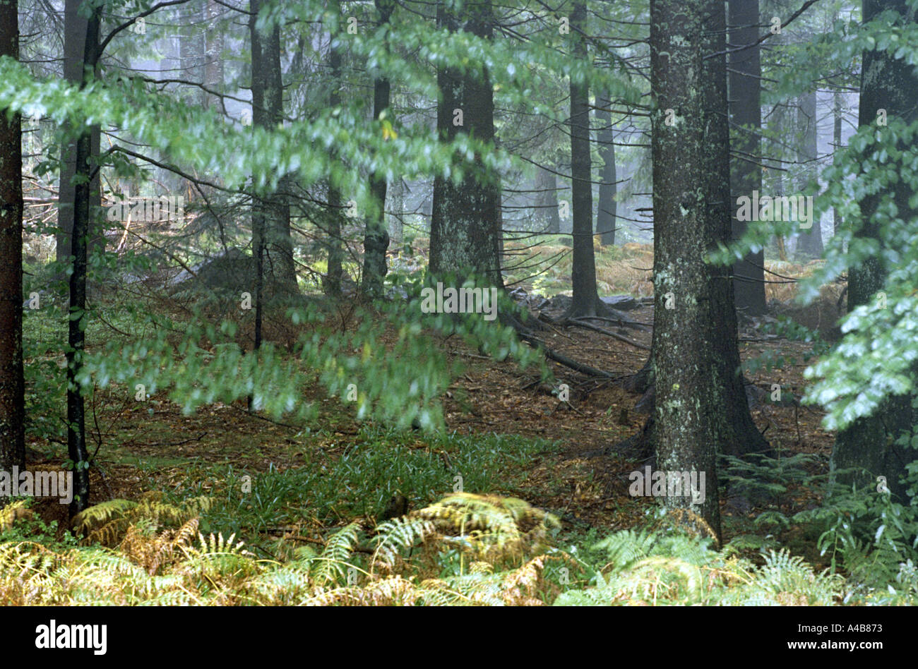 BLACK FOREST BREEZE FREUDENSTADT GERMANY Stock Photo - Alamy