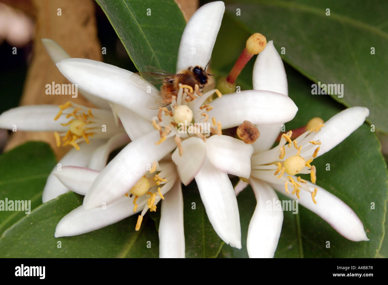 Worker honey bee Hymenoptera Apidae on lemon flower blossom central ...