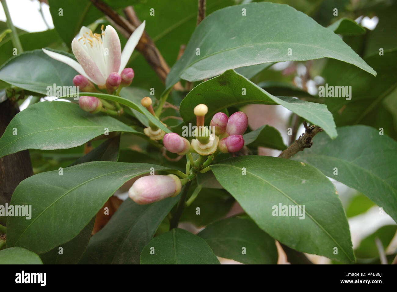 lemon flower blossoms central California USA Stock Photo - Alamy