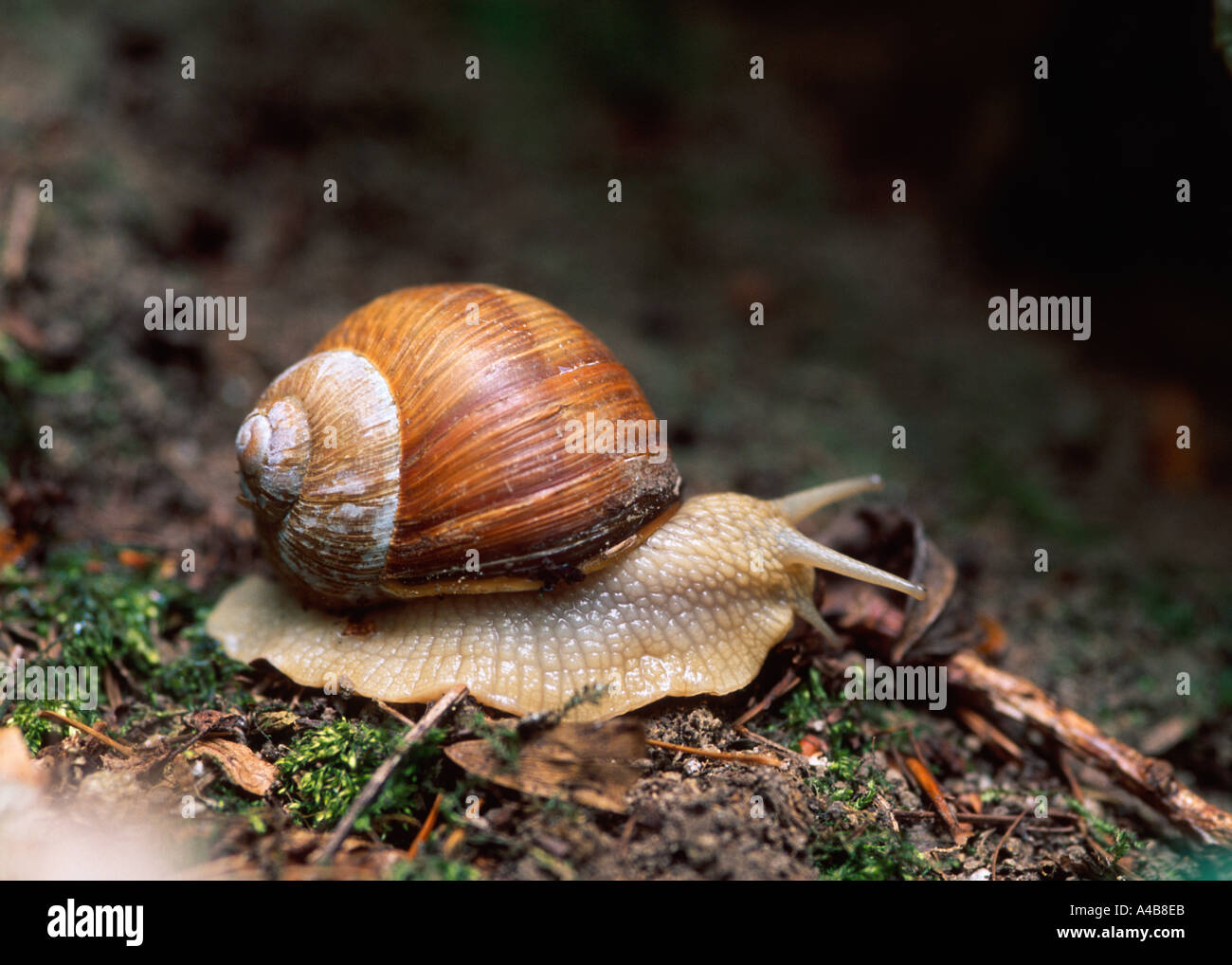 Garden snail helix aspersa Stock Photo - Alamy