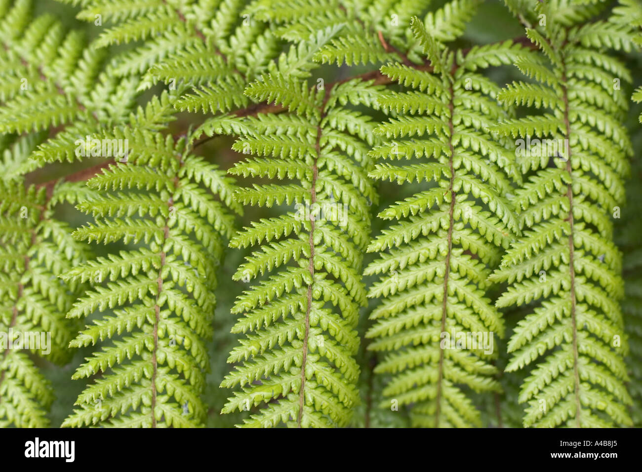 detail of fern leaf Stock Photo - Alamy