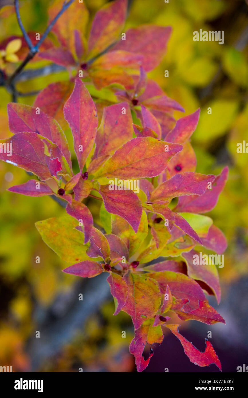 Spiraea japonica, 'Shirobana', branch Stock Photo - Alamy