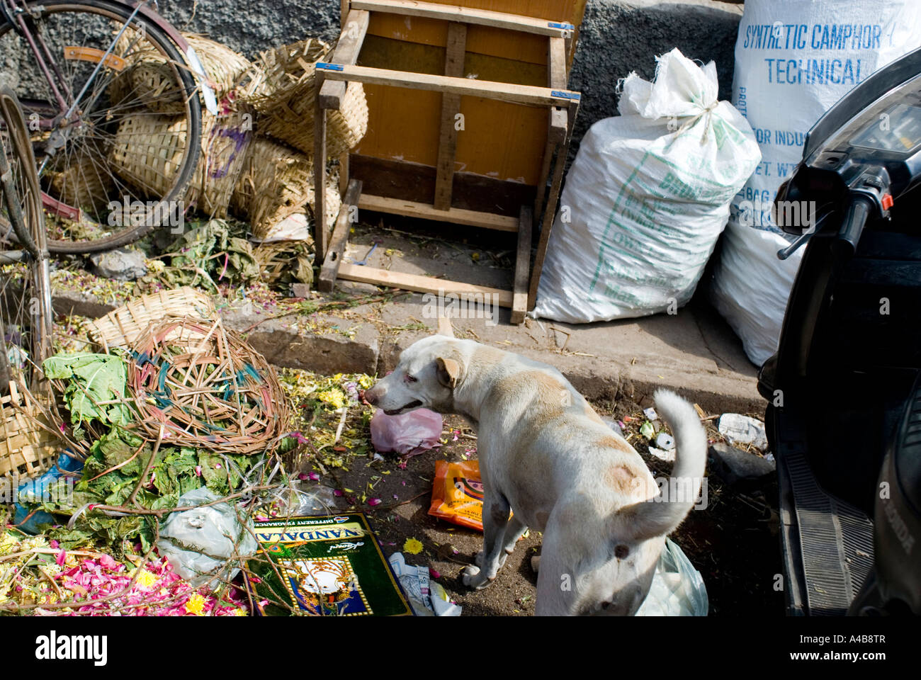 Stock image of a dog scavenging in garbage in India Stock Photo - Alamy