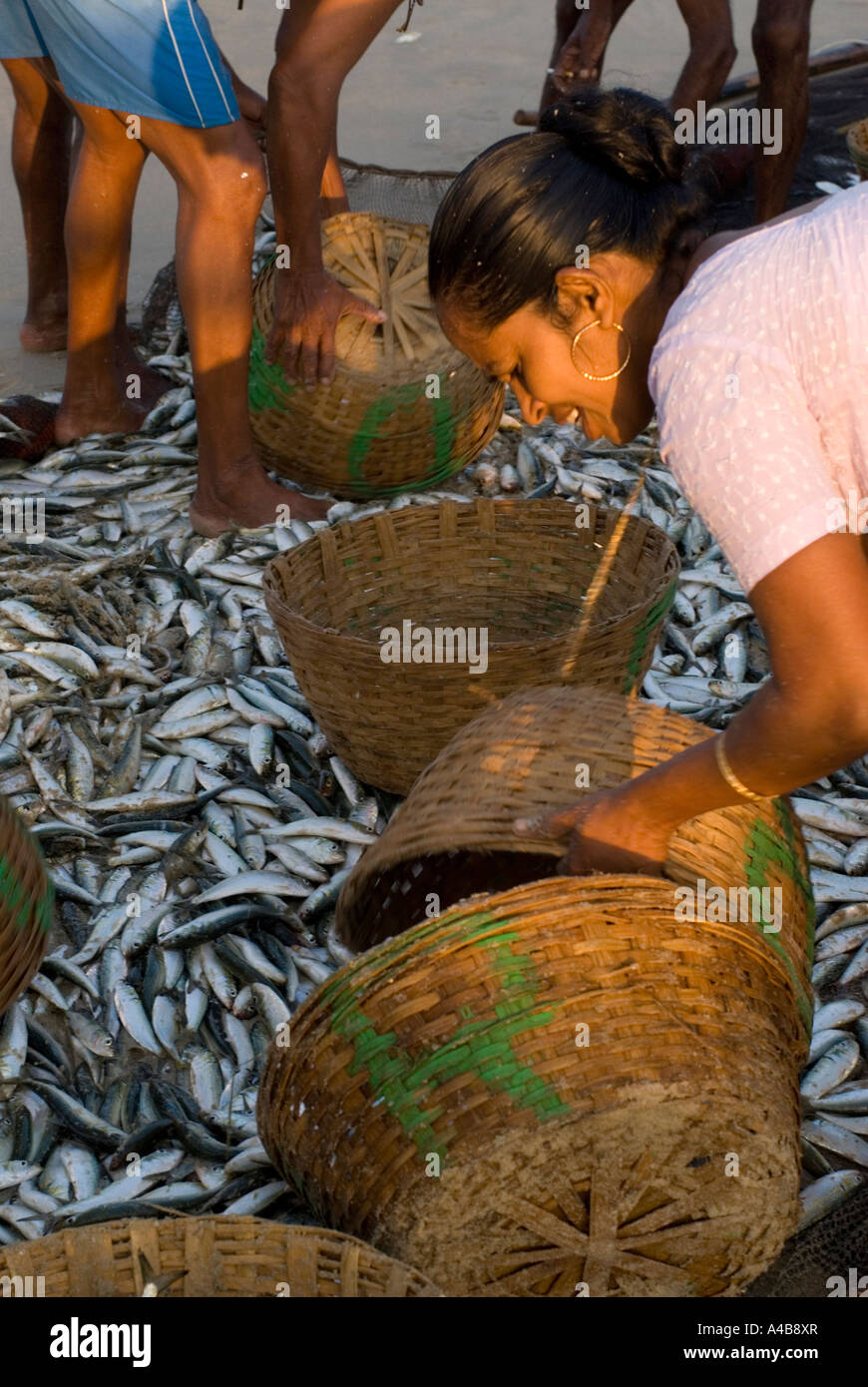 Goa fishermen sorting sardines and mackeral from their nets in Benaulim ...
