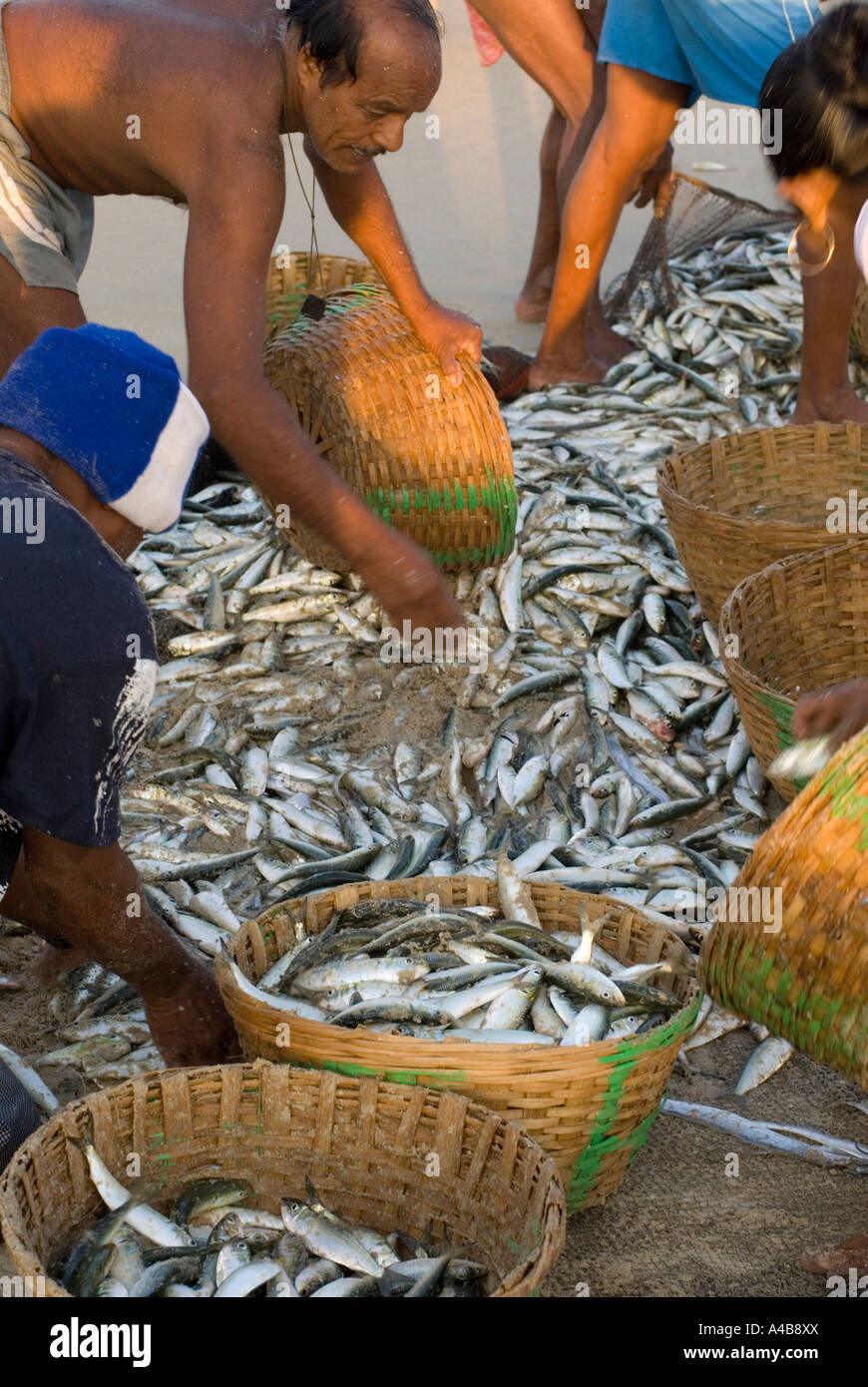 Goa fishermen sorting sardines and mackeral from their nets in Benaulim ...