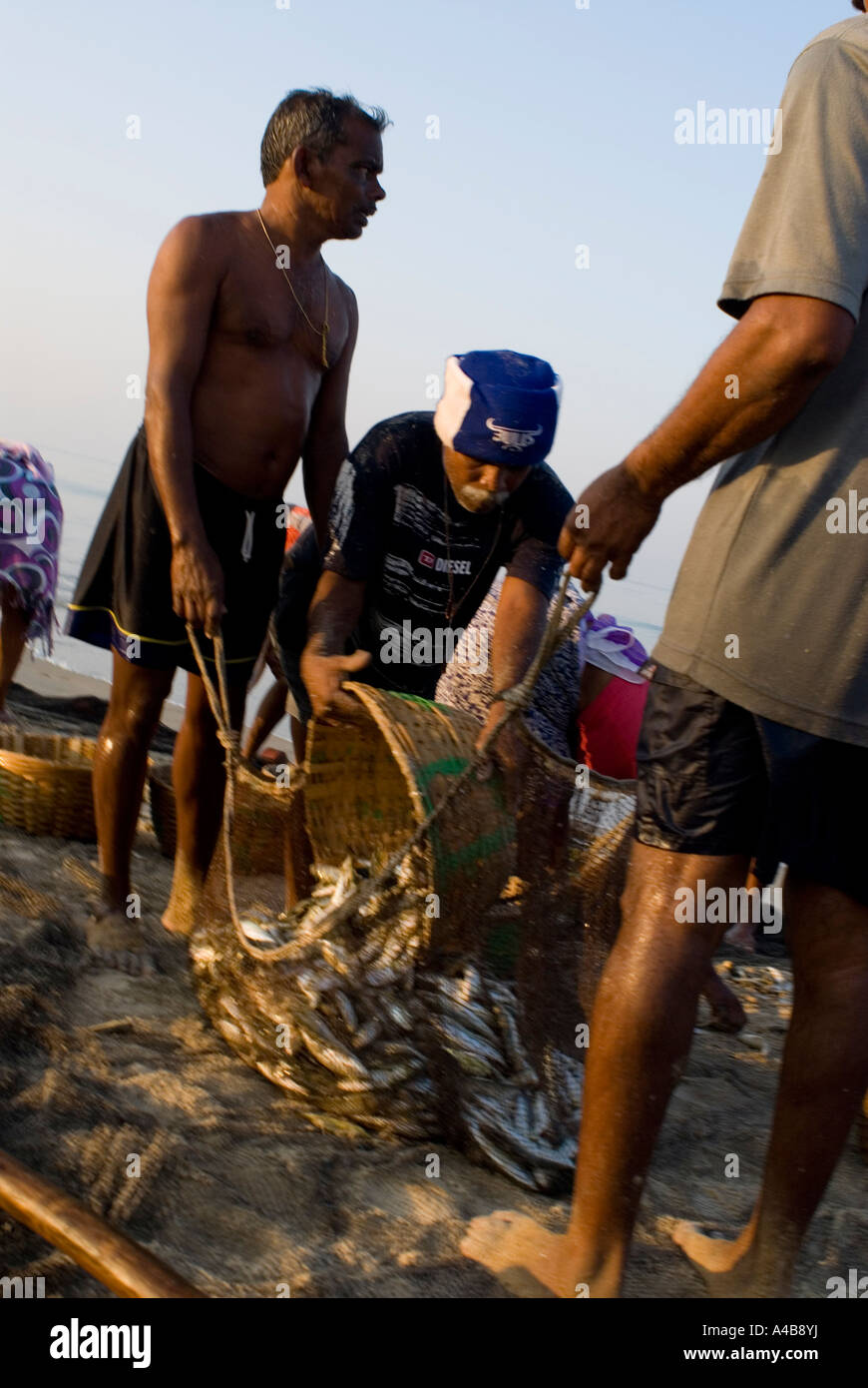 Goa fishermen carrying in sardines and mackeral from their nets in ...