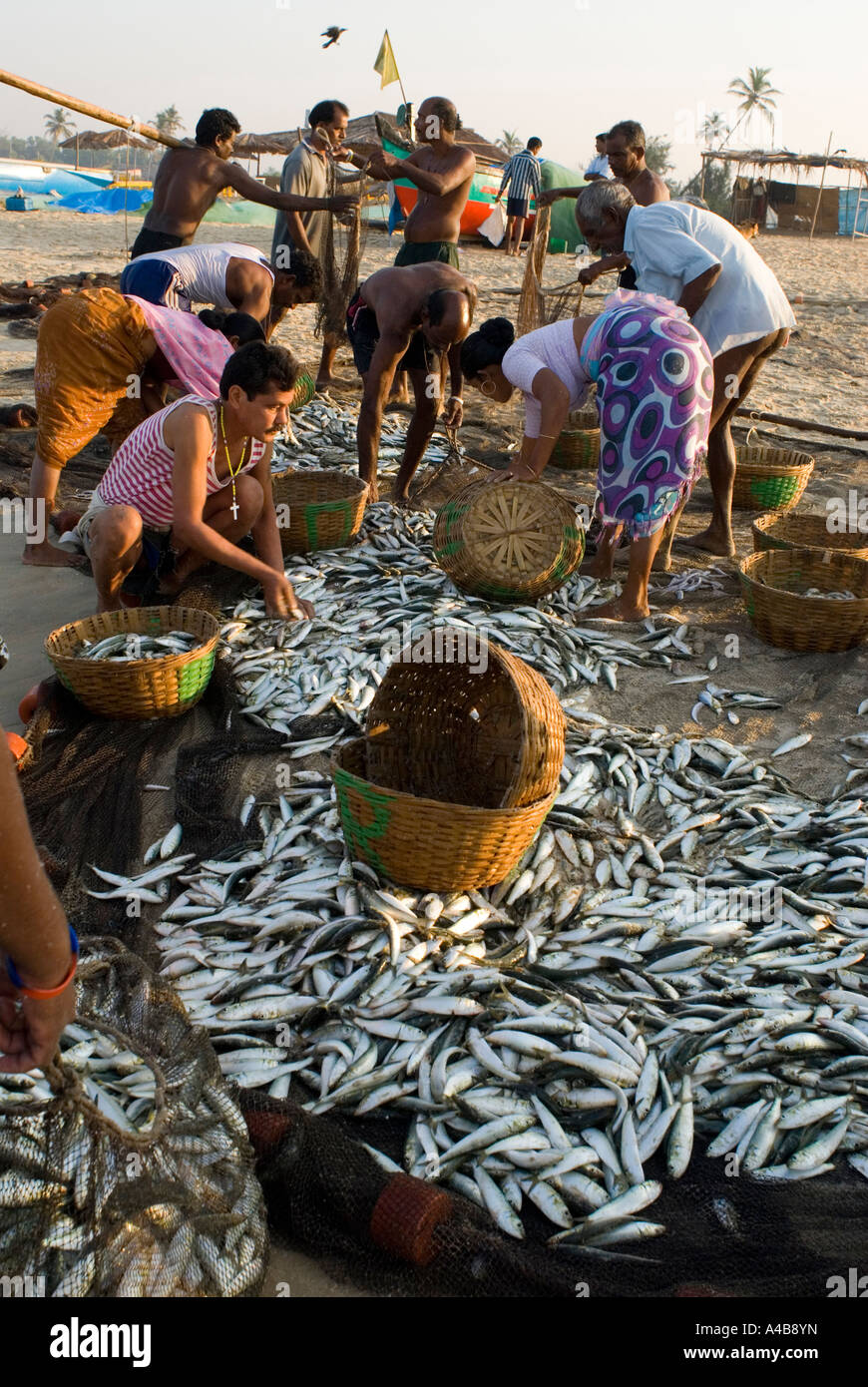 Goa fishermen sorting sardines and mackeral from their nets in Benaulim ...