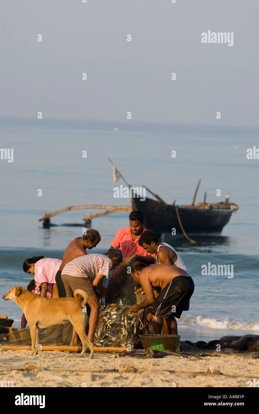 Goa fishermen sorting sardines and mackeral from their nets in Benaulim ...