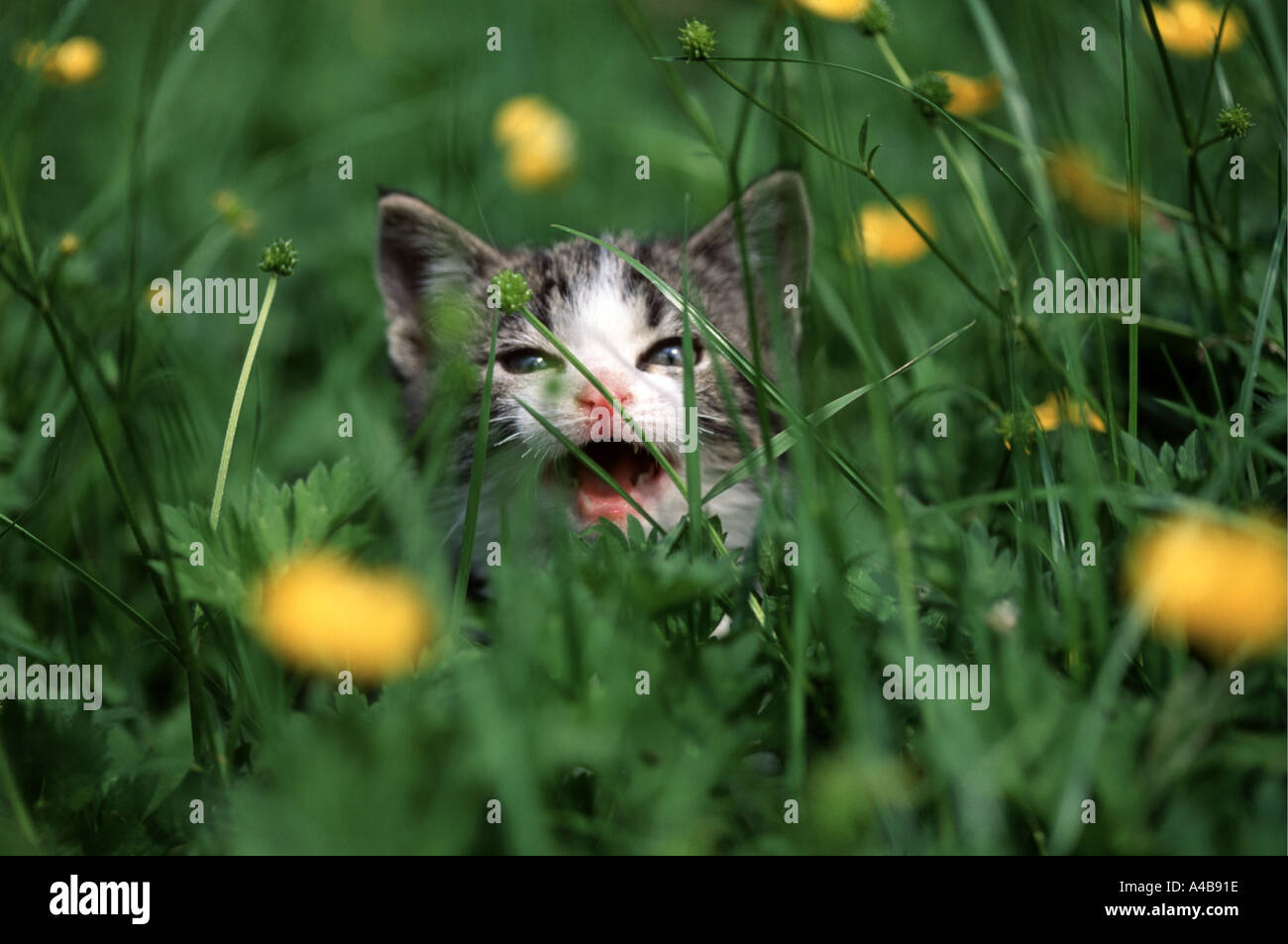 Cross kitten lost in long grass Stock Photo - Alamy