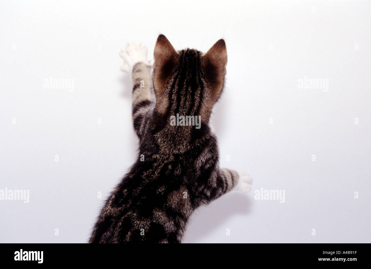 Back chasing hi-res stock photography and images - Alamy