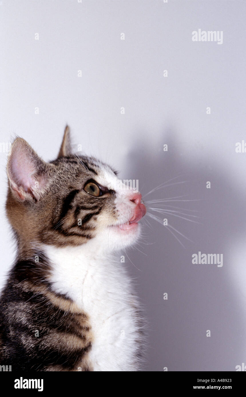 Cat licking lips mouth hi-res stock photography and images - Alamy