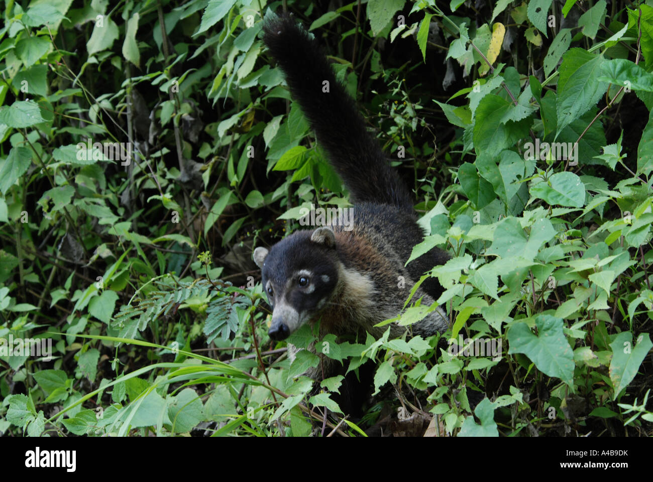 White nosed Coati Nasura narica, Arenal volcano, Costa Rica Stock Photo ...