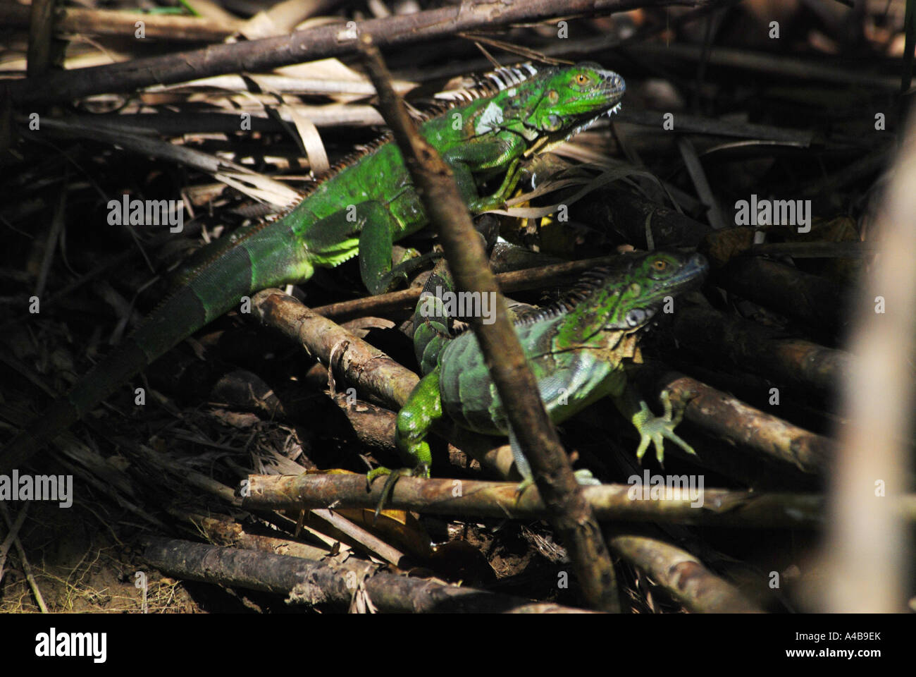 Green spiny Lizard Sceloporus malachiticus Tortuguero canal Caribbean ...