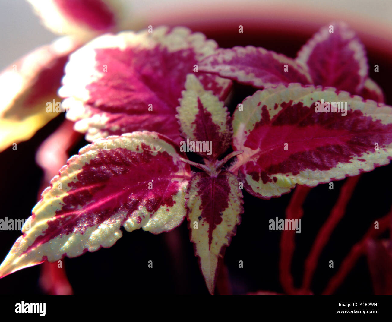Interior vegetal hi-res stock photography and images - Alamy