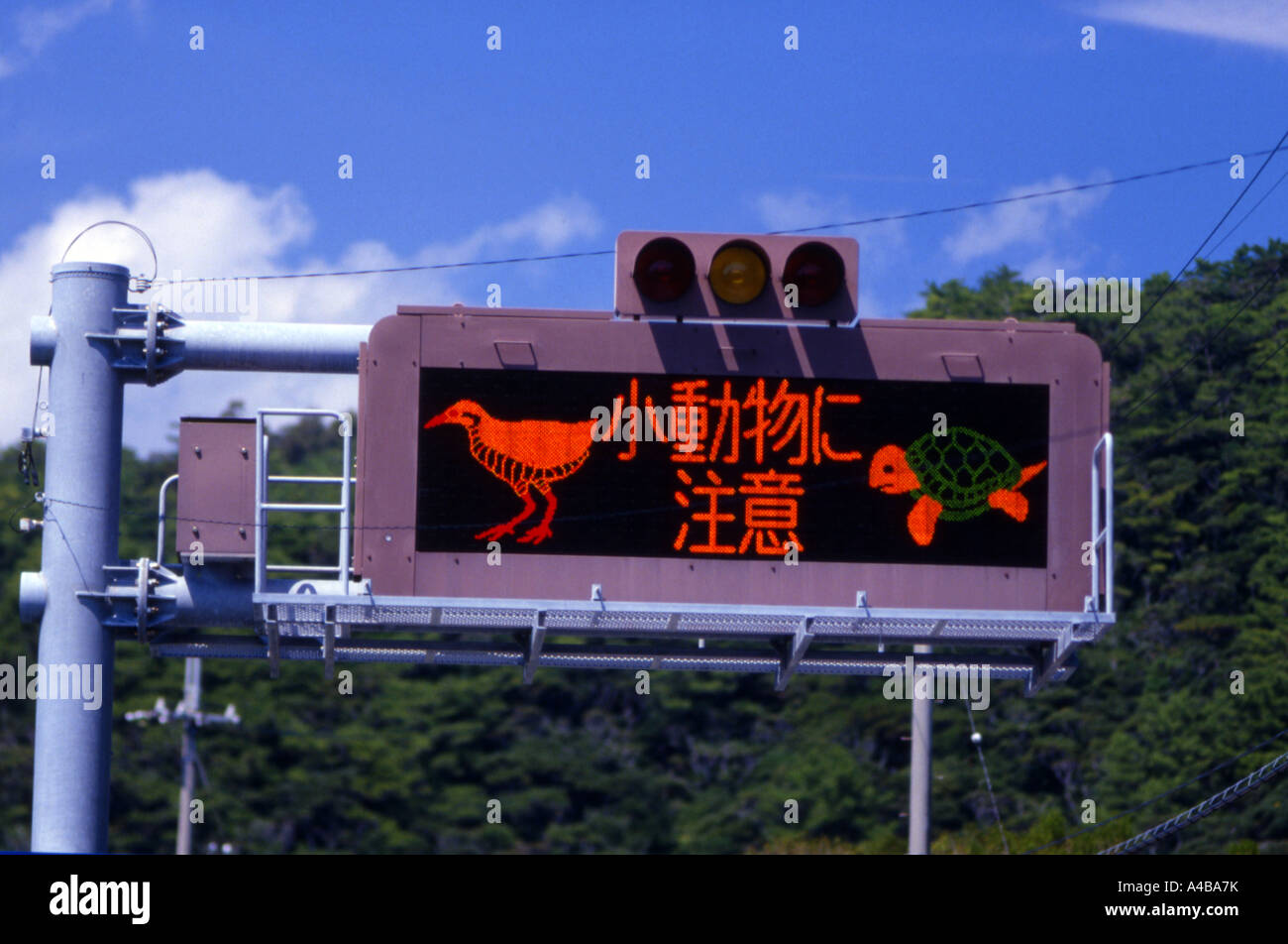 Road warning sign for Okinawan Rail Yanbaru-Kuina Rallus okinawae a ...