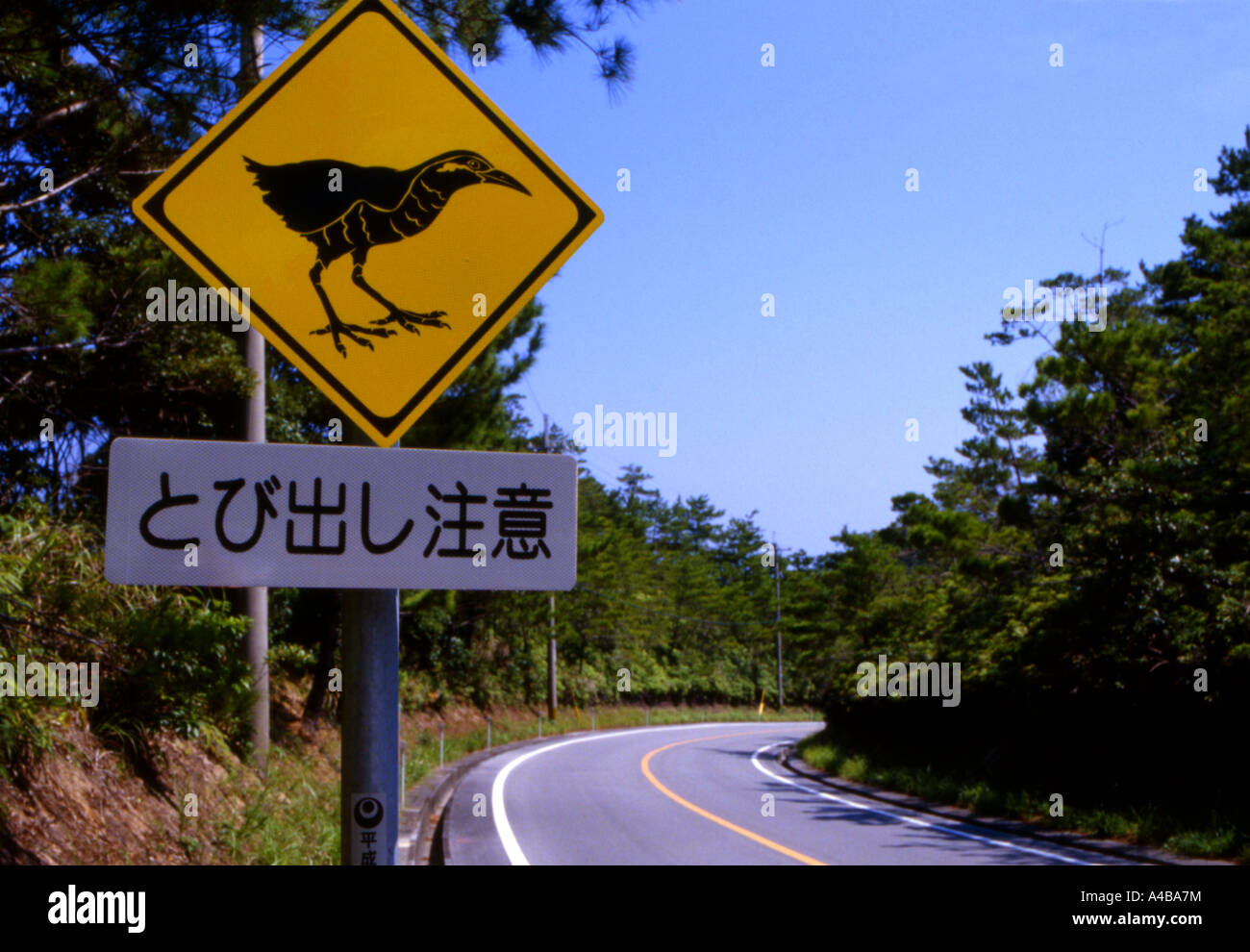 Road warning sign for Okinawan Rail Yanbaru-Kuina Rallus okinawae a ...
