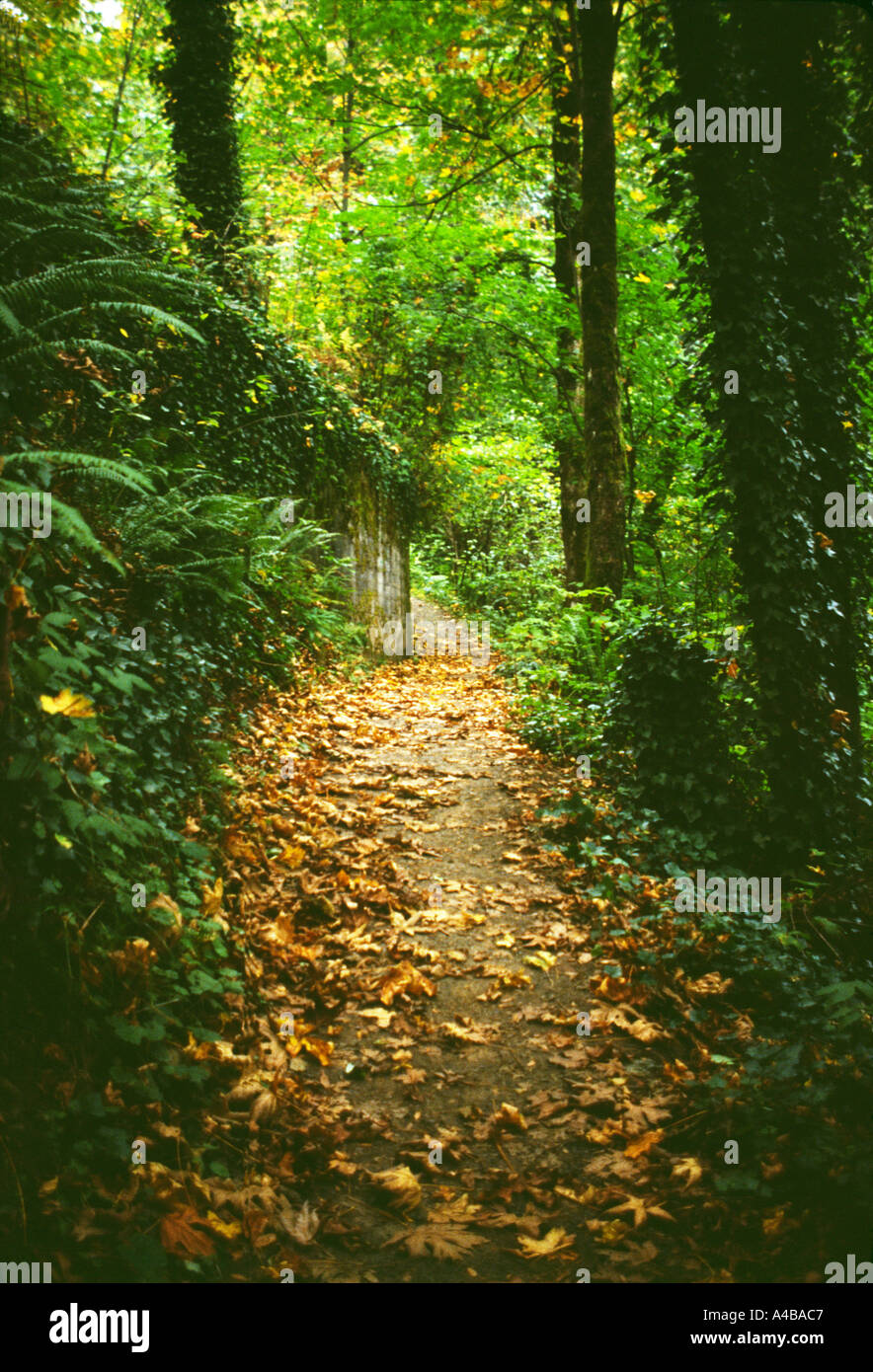 Portland forest park trail hi-res stock photography and images - Alamy