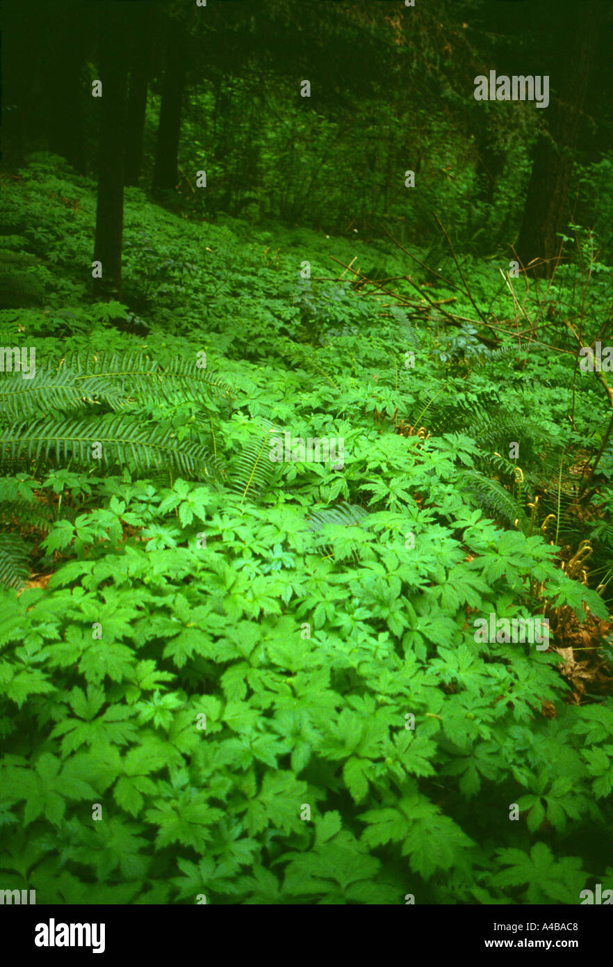 Forest Park in Portland Oregon USA Stock Photo - Alamy