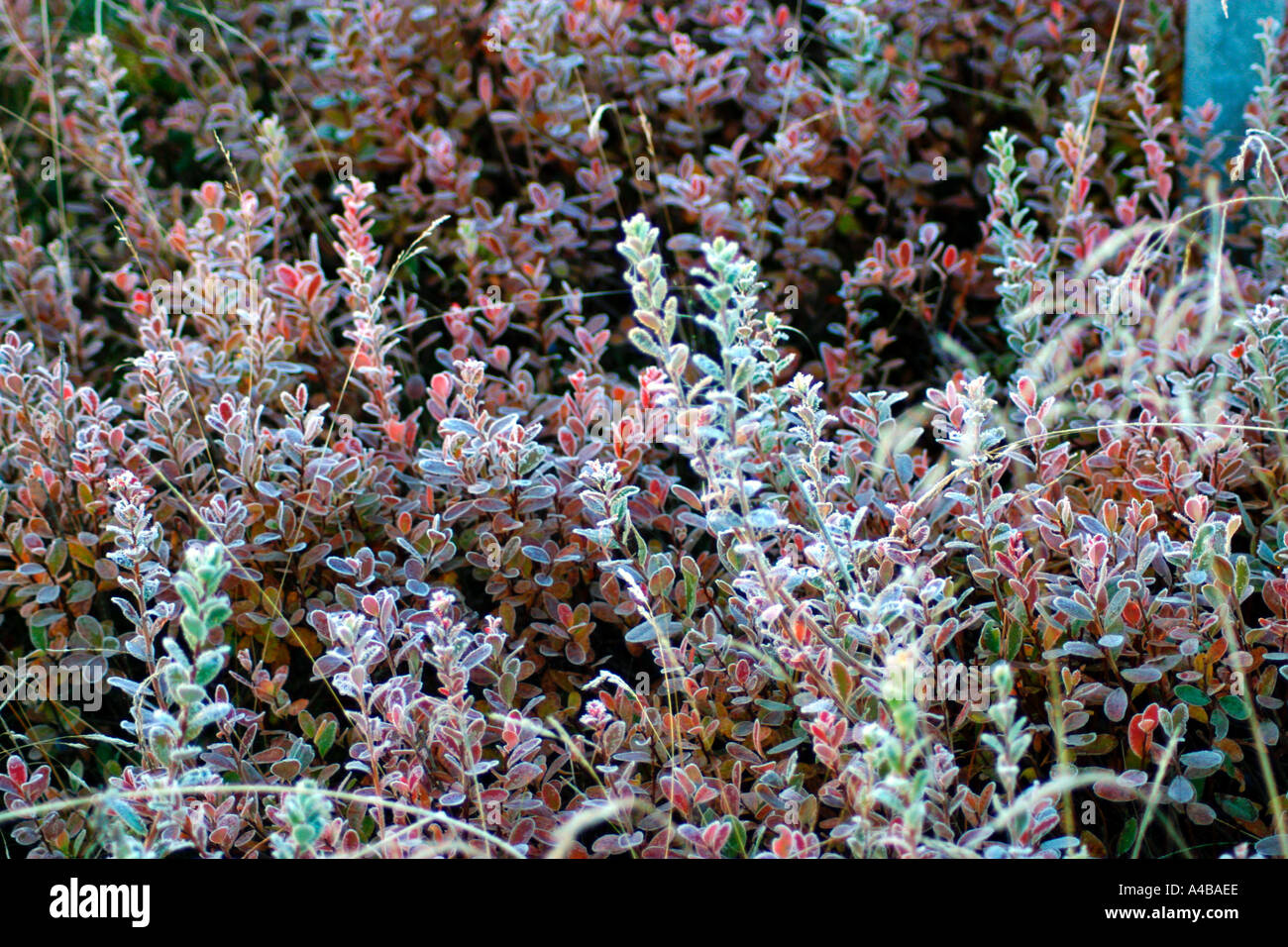 Blueberry plant in frost Stock Photo - Alamy