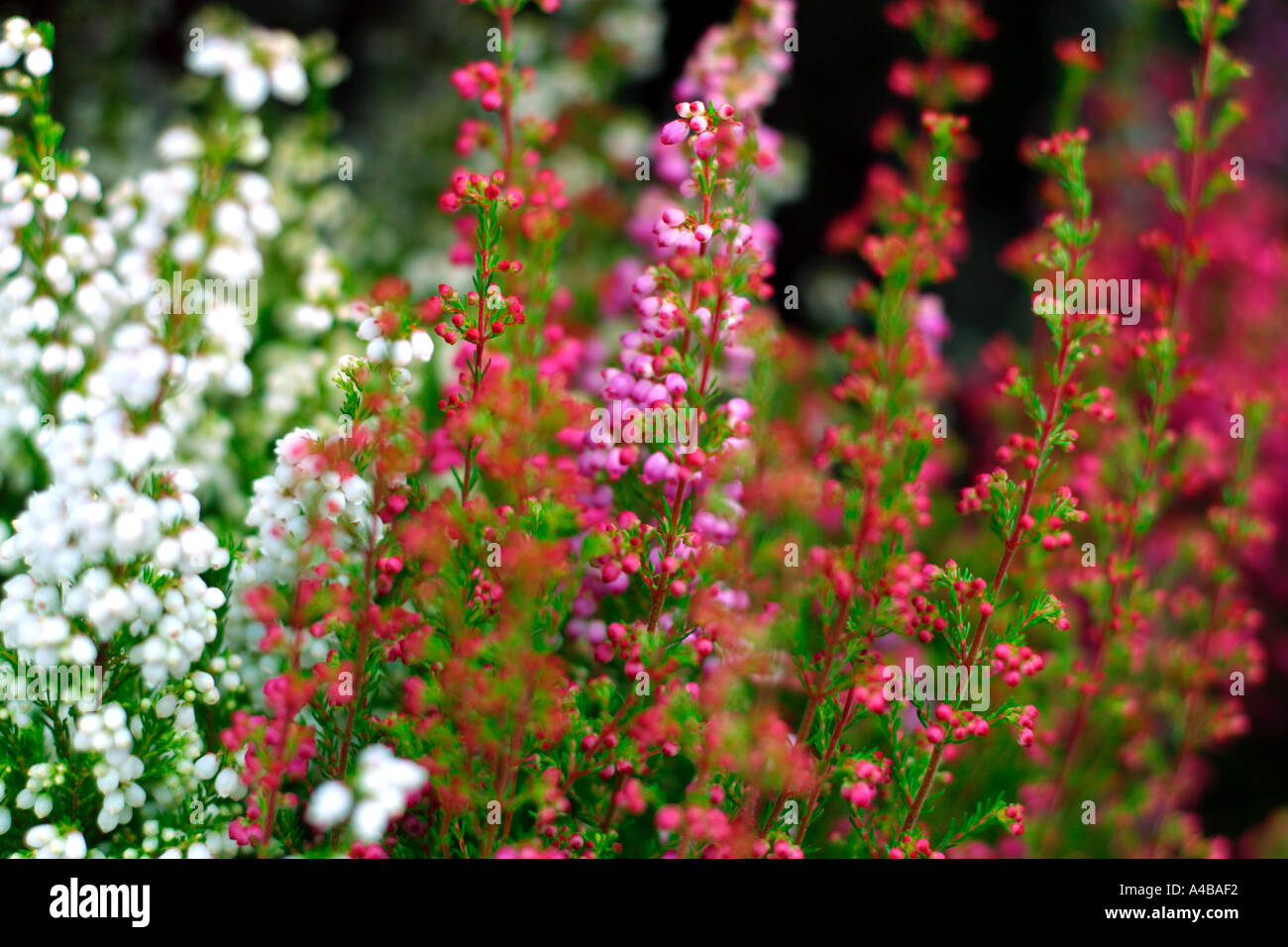 Heather pink hi-res stock photography and images - Alamy
