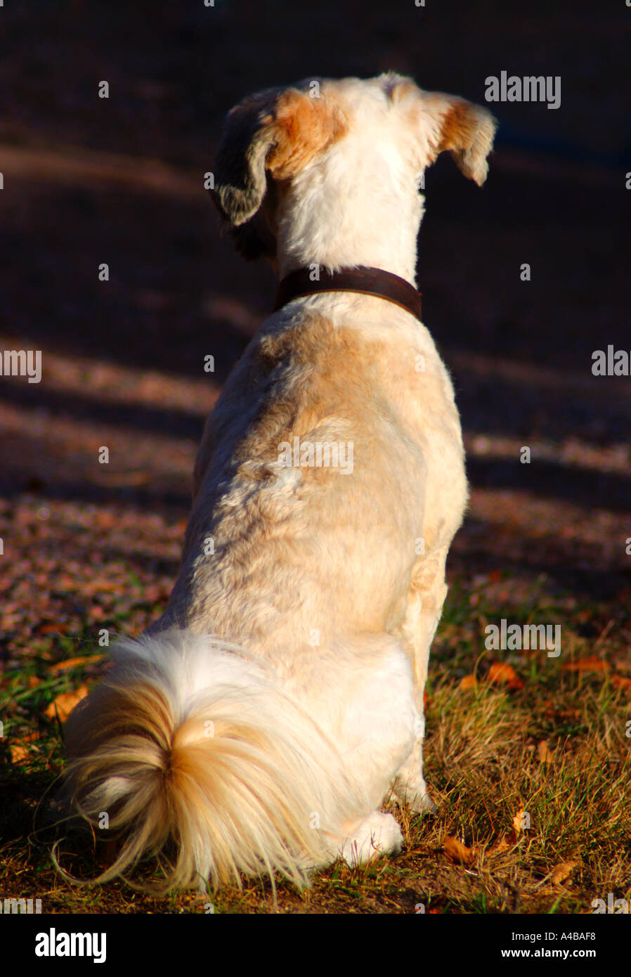 Dog sitting from behind hi-res stock photography and images - Alamy