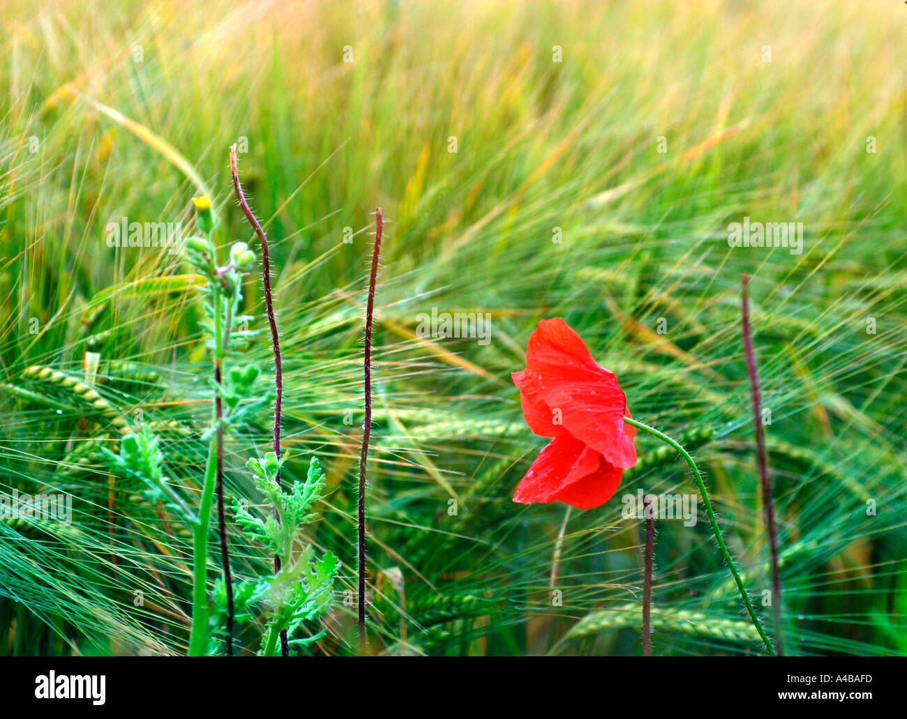 One beautiful poppy flower swaying hi-res stock photography and images ...