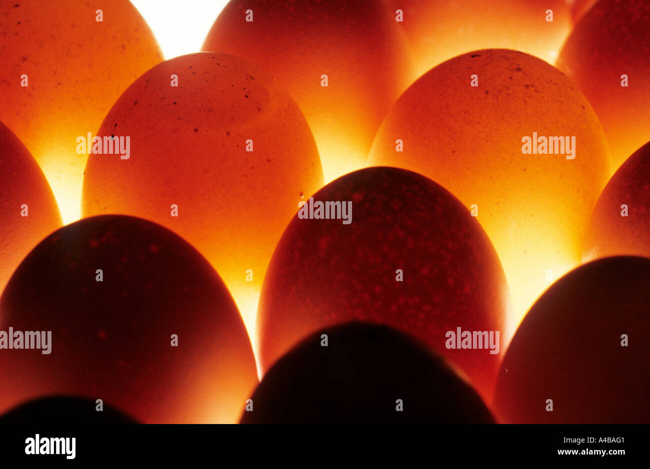 Chicken eggs lit from below Stock Photo - Alamy