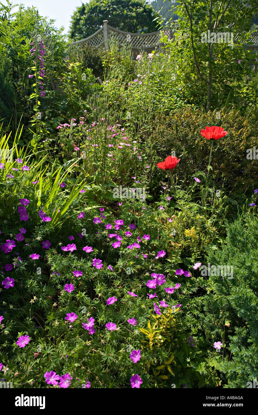 Red geraniums in garden border hi-res stock photography and images - Alamy