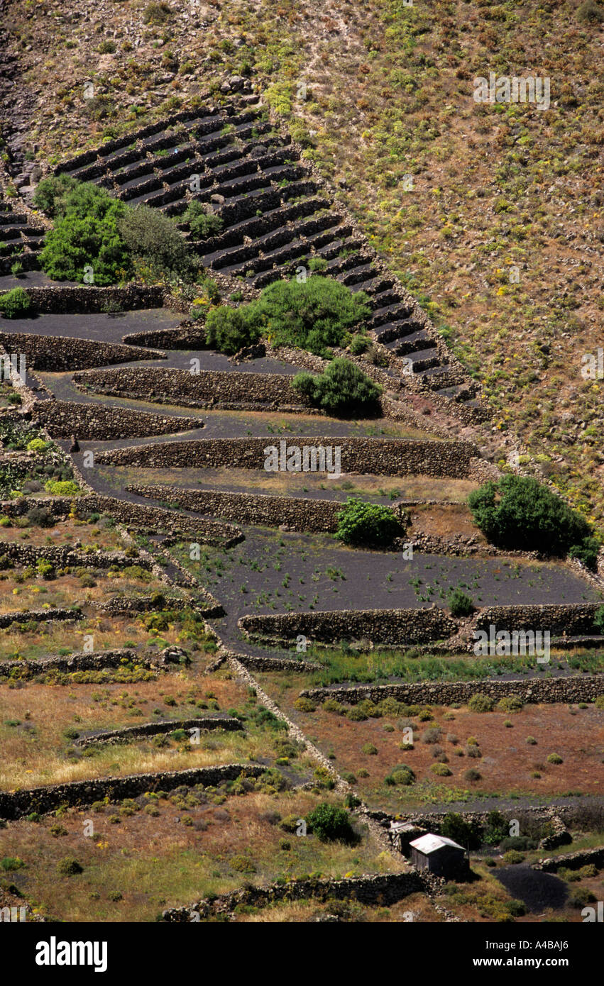Steeply sloping terraced field strips for growing on volcanic soil ...