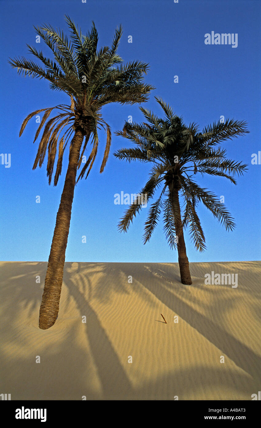 Palm trees slowly disappearing in the sand of the Libyan Desert Egypt ...