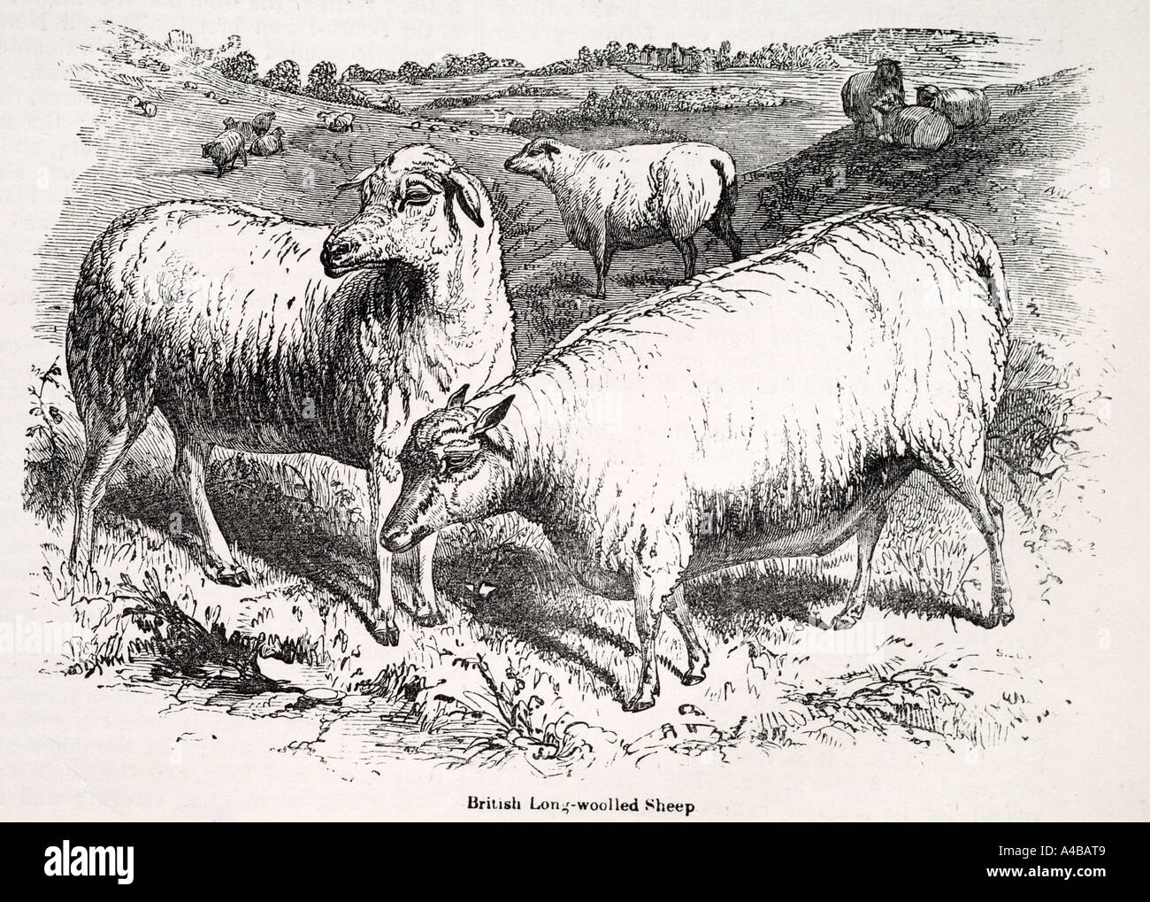 British milk sheep hi-res stock photography and images - Alamy