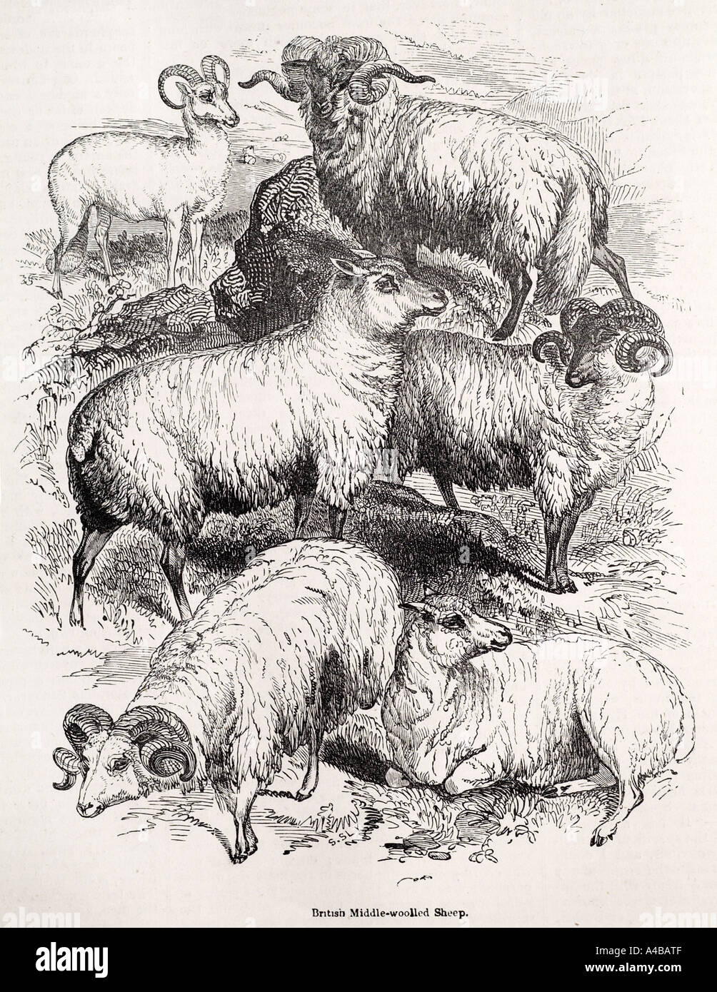 British milk sheep hi-res stock photography and images - Alamy