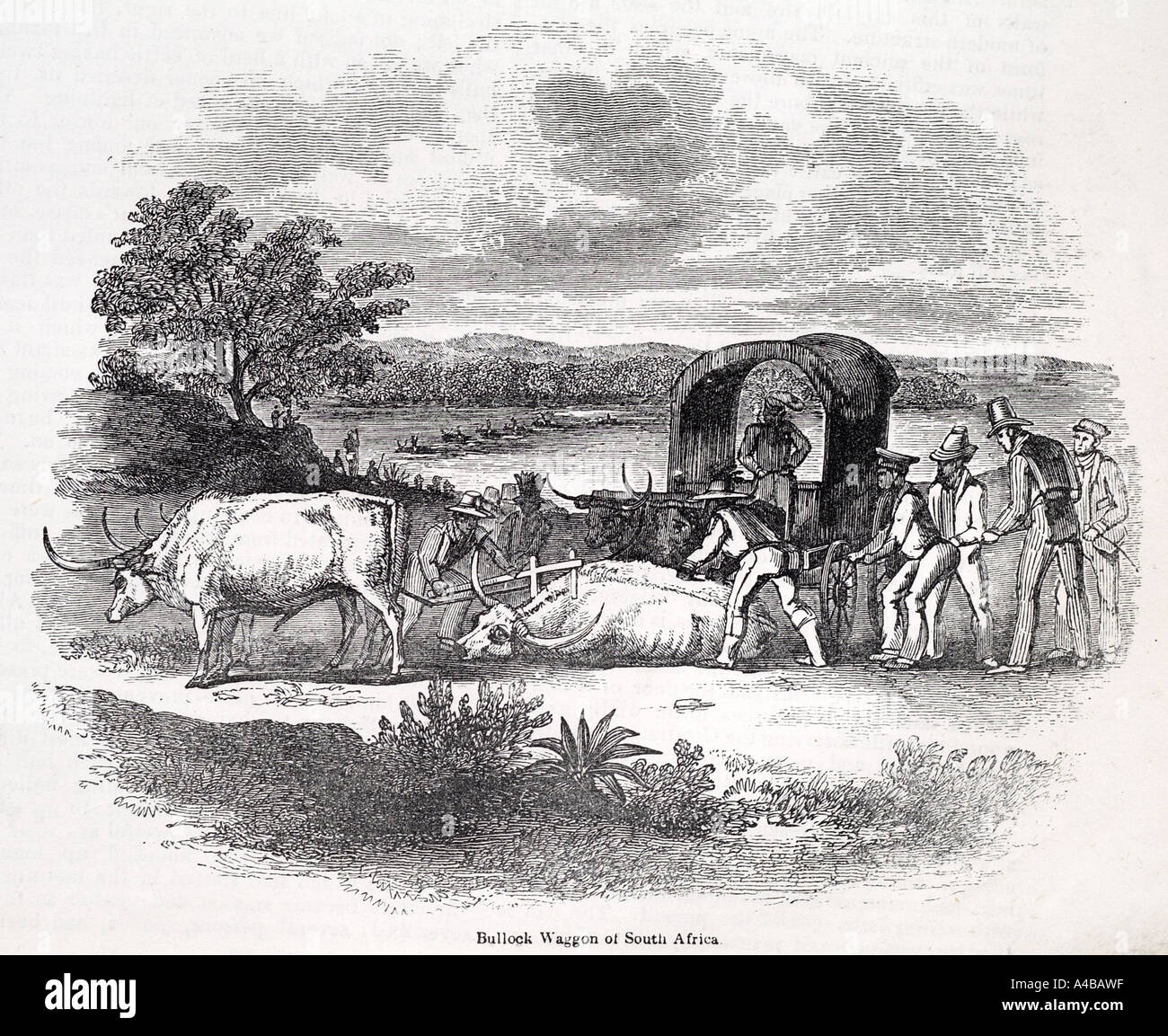 south africa ox bull zebu season agriculture fertile rural timber ...