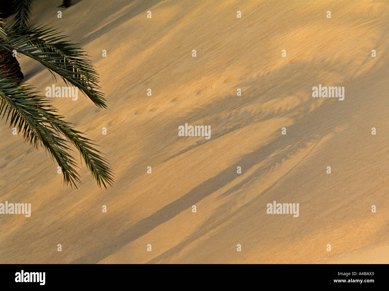 Tree in desert shadow hi-res stock photography and images - Alamy