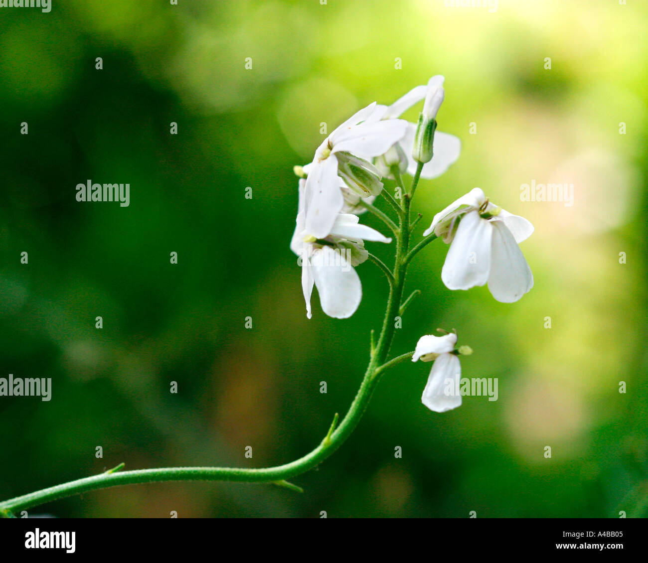 Dames violet Hesperis matronalis Stock Photo - Alamy