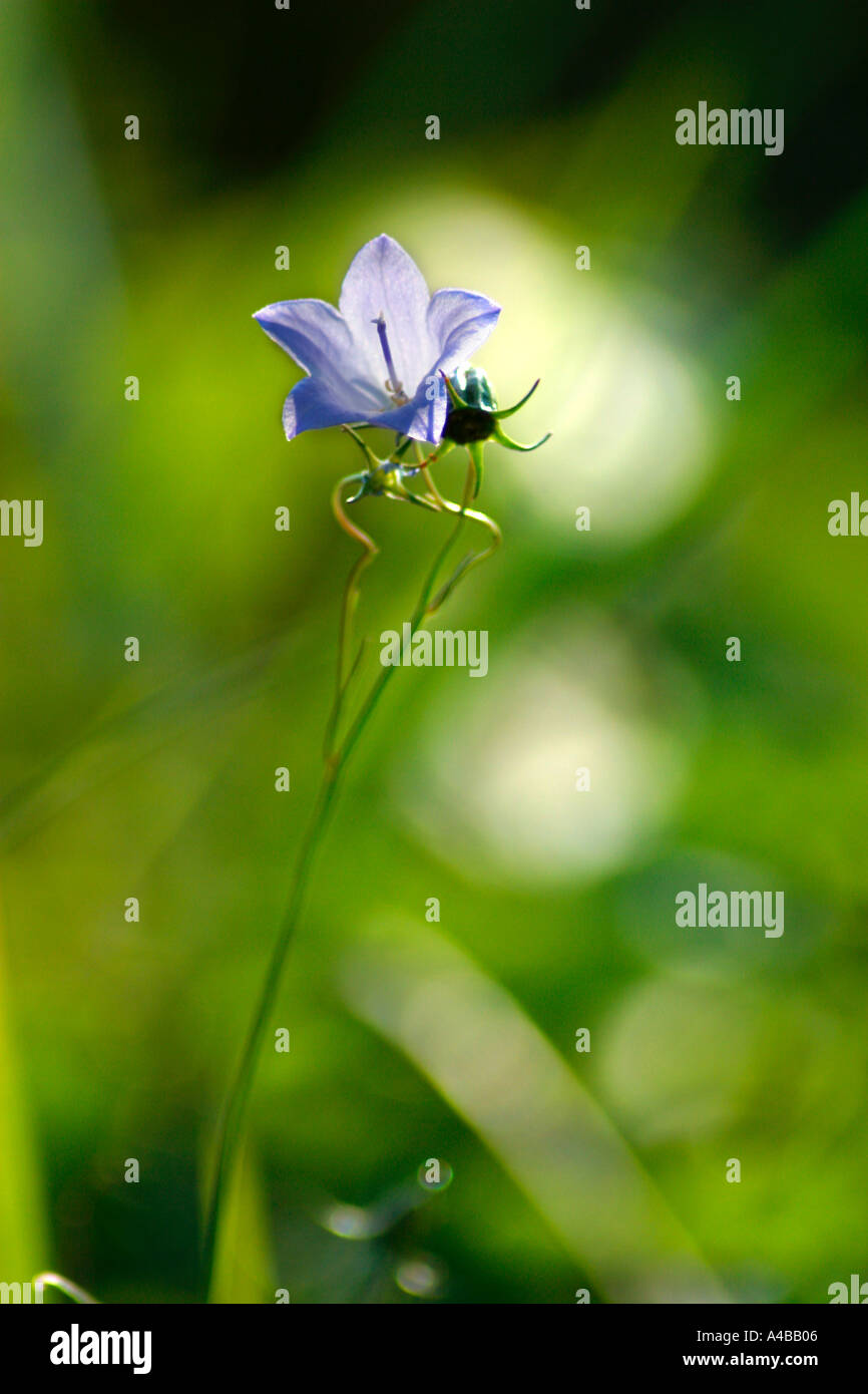 Purple harebell flower (Campanula rotundifolia Stock Photo - Alamy