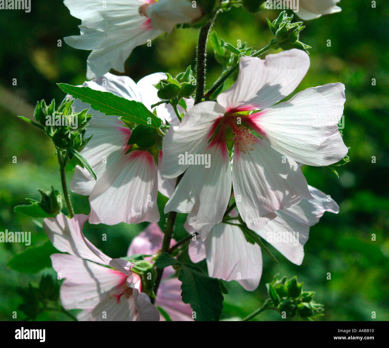 White lavatera hi-res stock photography and images - Alamy