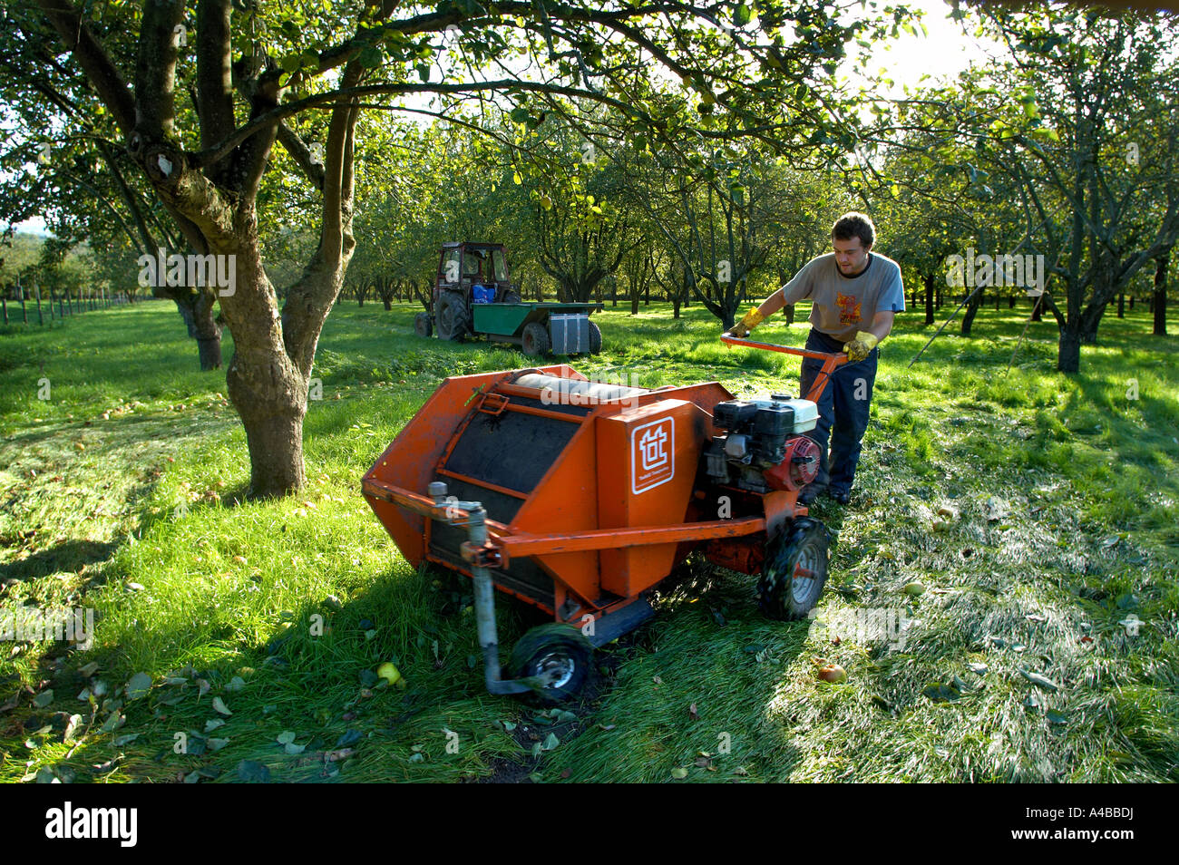 Machine collecting fallen apples in Burrow Hill orchard of the Somerset ...